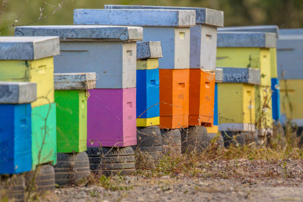 Colorful bee hives in a row Stock Photo by CreativeNature_nl | PhotoDune