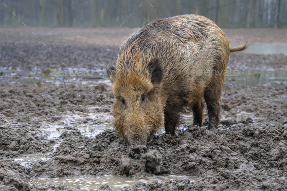 Feeding Wild Boar Stock Photo by CreativeNature_nl | PhotoDune
