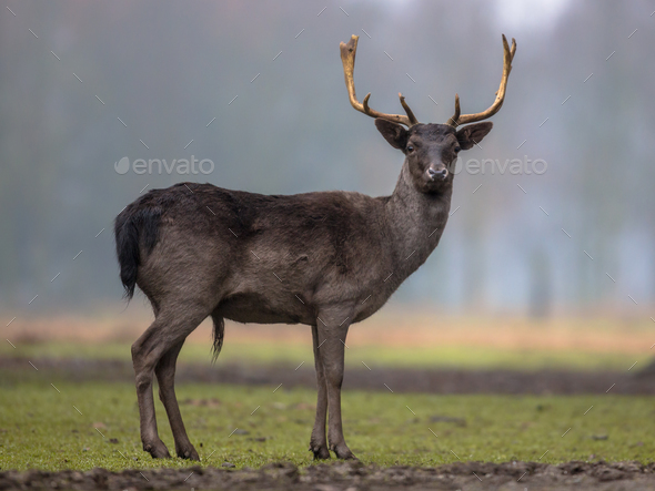 Dark colored male Fallow deer Stock Photo by CreativeNature_nl | PhotoDune