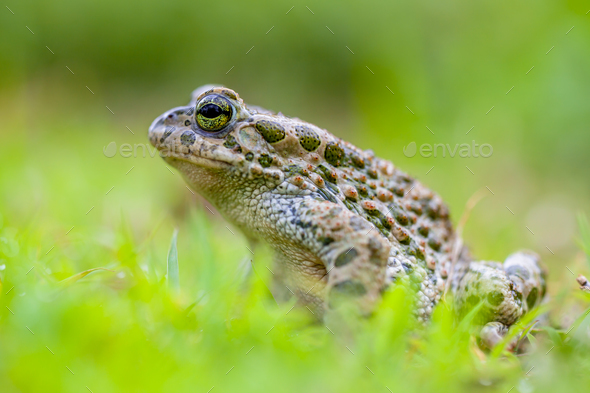 Green toad in Grass Stock Photo by CreativeNature_nl | PhotoDune