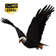 3D Eagle Animation 3, Motion Graphics | VideoHive