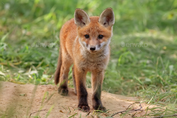 Fox in the wild Stock Photo by johan10 | PhotoDune