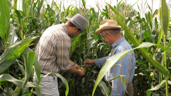 Two Farmers In The Field Of Corn Produce Cob Inspection For Maturity ...