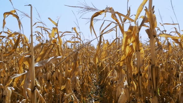 Corn Field Before the Harvest, Stock Footage | VideoHive