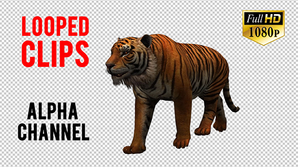 Tiger 7, Motion Graphics | VideoHive