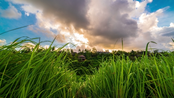 Fresh Dewy Green Grass at Sunset and Clouds in Ubud on Bali Island in ...