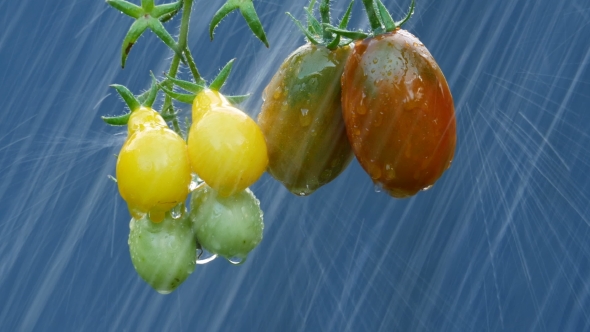 Ripe Natural Tomatoes in The Rain, Stock Footage | VideoHive