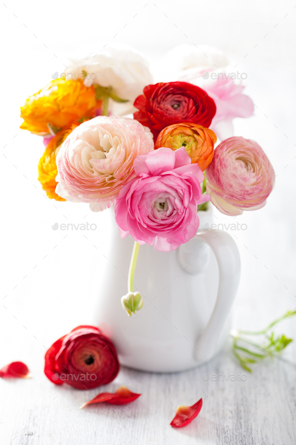 beautiful ranunculus flowers in vase over white Stock Photo by duskbabe