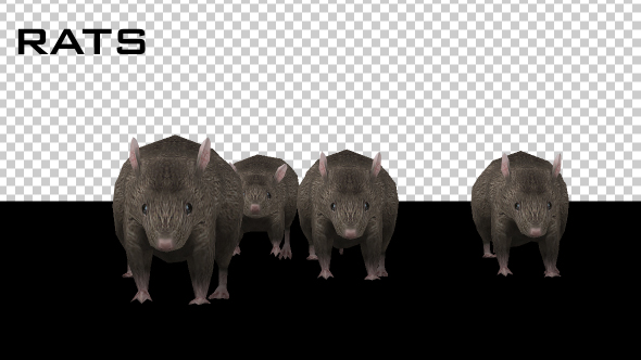 Rats Running, Motion Graphics | VideoHive
