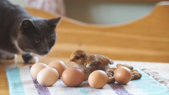 Little Chicken Scared Cat,, Stock Footage | VideoHive