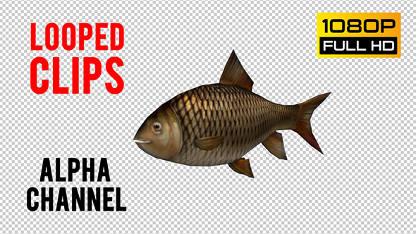 Fish Looped, Motion Graphics | VideoHive