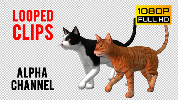 Cat Looped 6, Motion Graphics | VideoHive