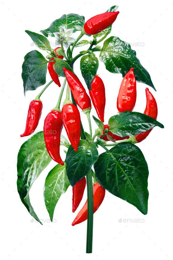 Aji Brazilian Bonanza pepper, paths Stock Photo by maxsol7 | PhotoDune