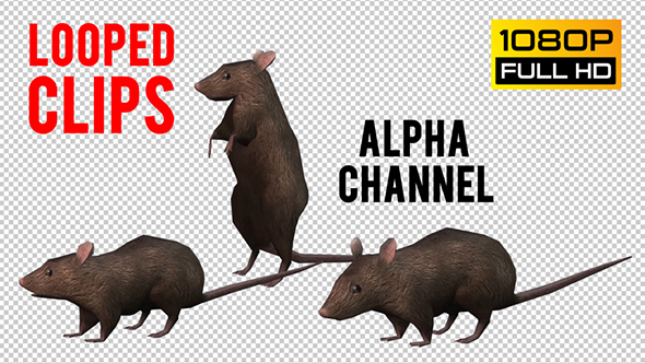 Rat Looped, Motion Graphics | VideoHive