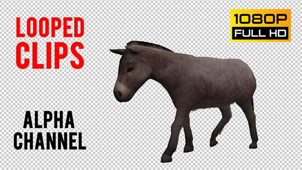 Donkey Looped 2, Motion Graphics | VideoHive