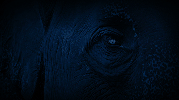 Elephant Looking Around At Night, Stock Footage | VideoHive