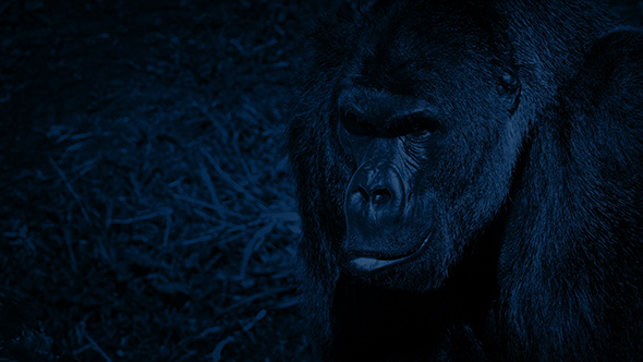 Gorilla Looking Around Jungle At Night, Stock Footage | VideoHive