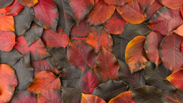 Fallen Autumn Red-black Leaves, Stock Footage | VideoHive