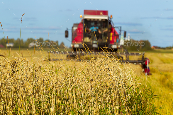 Bread field, harvesting, sunny day Stock Photo by oleghz | PhotoDune