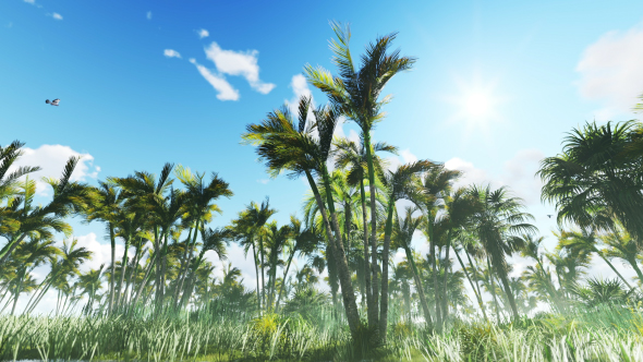 Tropical Forest and Sun, Motion Graphics | VideoHive