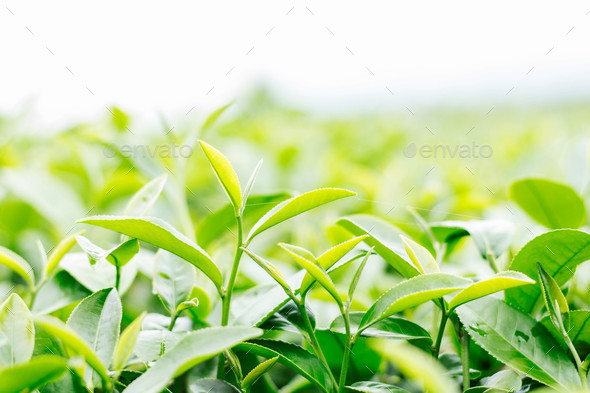 tea leaves with white sky Stock Photo by RK1919 | PhotoDune