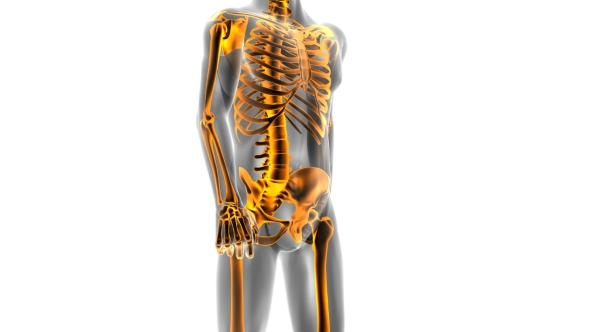 Human Bones Radiographic Scan, Motion Graphics | VideoHive