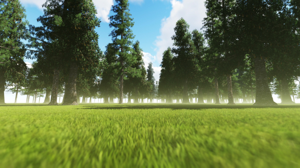 Fabulous Forest, Motion Graphics | VideoHive