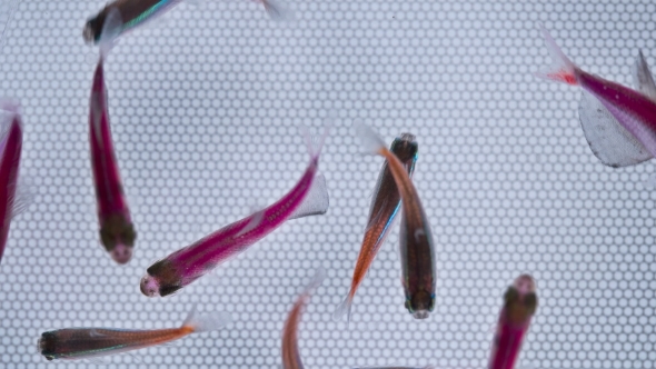 Aquarium Fish on White Background, Stock Footage | VideoHive