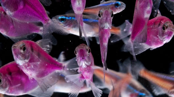 Many Aquarium Fish on Black Background, Stock Footage | VideoHive