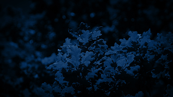 Oak Tree Branches At Night, Stock Footage | VideoHive