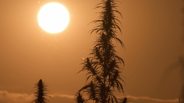Cannabis at the Sunset Background, Stock Footage | VideoHive