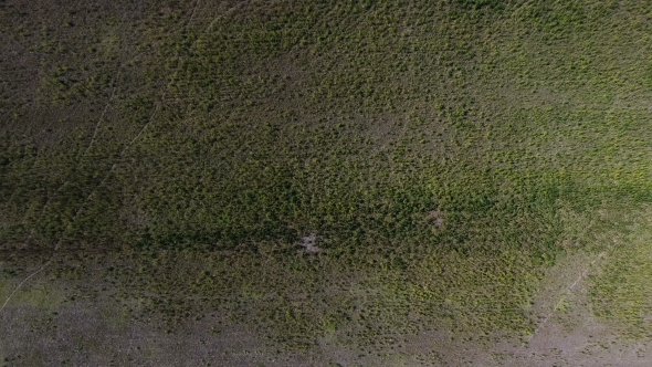 Marijuana Field, Stock Footage | VideoHive