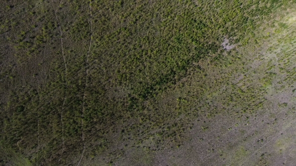 Marijuana Field, Stock Footage | VideoHive