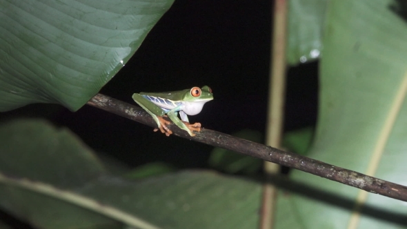 Green Frog, Red, Eyes. A Tropical Green Frog Over Branch, Stock Footage