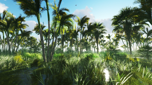 Tropical Forest, Motion Graphics | VideoHive