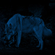 Wolves Scavenging Through Trash At Night, Stock Footage | VideoHive