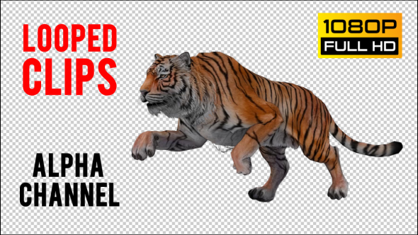 Tiger Looped 4, Motion Graphics | VideoHive