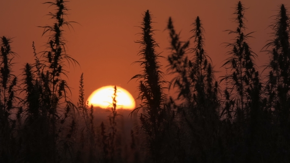Wide Shot of Marijuana Field in the Amazing Sunset Background. by ...