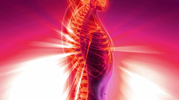 Human Body with Visible Skeletal Bones, Motion Graphics | VideoHive