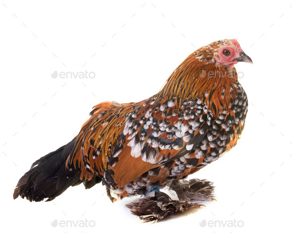 Dutch Booted Bantam Stock Photo by cynoclub | PhotoDune