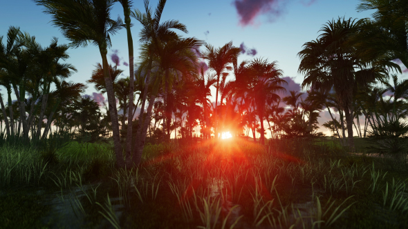 Tropical Jungle at Sunset, Motion Graphics | VideoHive