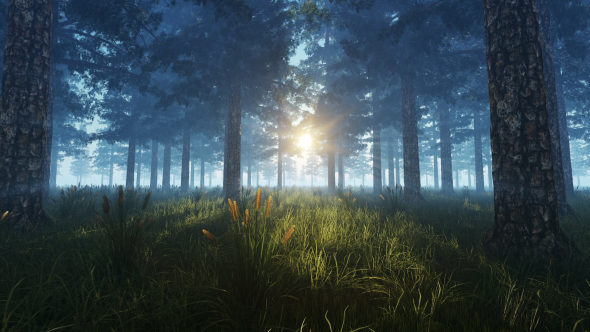 The Forest And The Sun, Motion Graphics | VideoHive