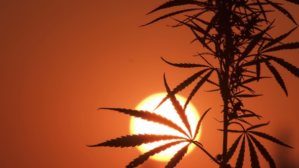 Marijuana at the Sunset Background, Stock Footage | VideoHive