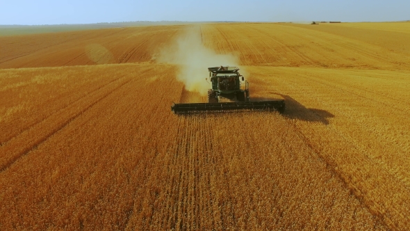 Front Aerial View of Modern Combine Harvester Gathers the Wheat Crop ...