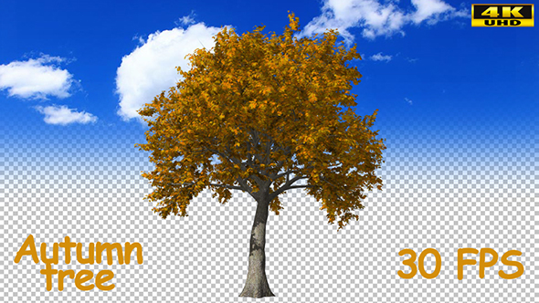 Autumn Tree, Motion Graphics | VideoHive