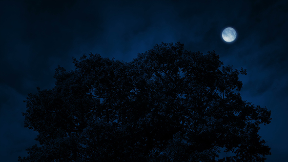 Oak Tree in Breeze at Night, Stock Footage | VideoHive