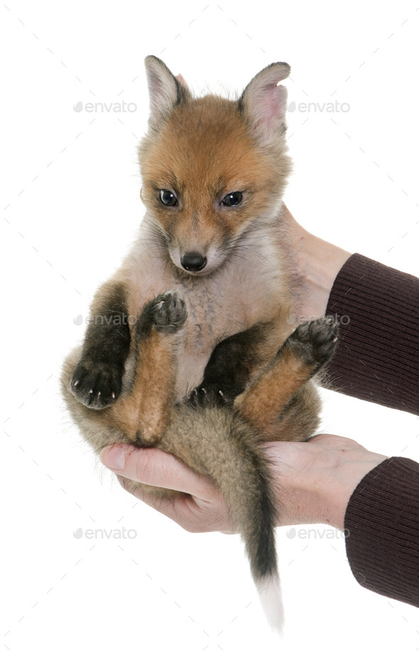 fox cub in studio Stock Photo by cynoclub | PhotoDune