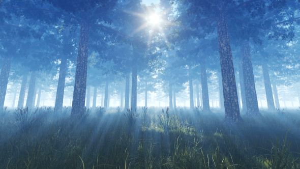 Pine Forest and Sun, Motion Graphics | VideoHive