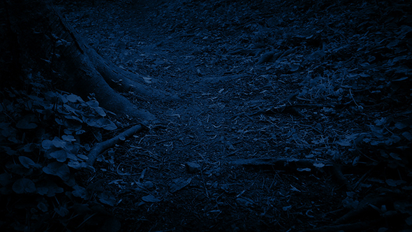 Moving Past Tree Roots At Night, Stock Footage | VideoHive
