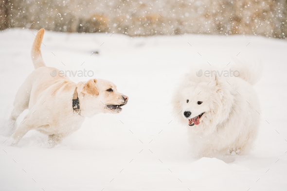 Two Funny Dogs - Labrador Dog And Samoyed Playing And Running O Stock ...